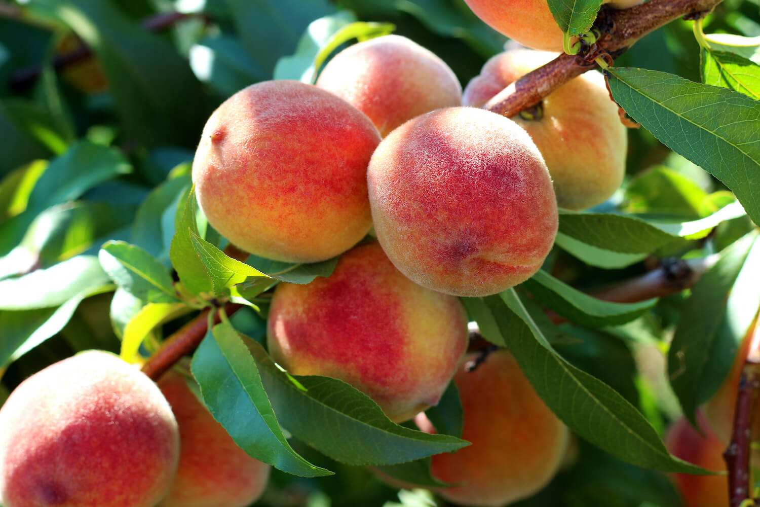 How to Grow a Peach Tree From a Pit: A Journey of Patience and Reward ...